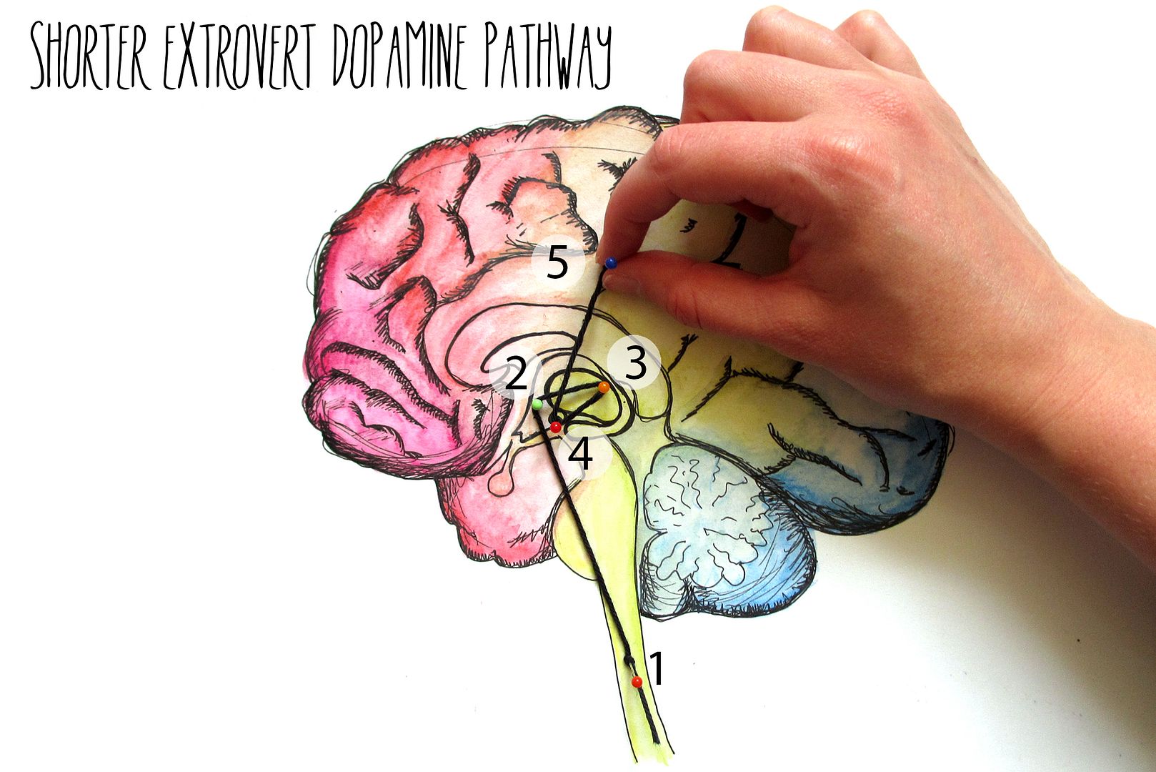 The introvert brain explained - Magical Daydream